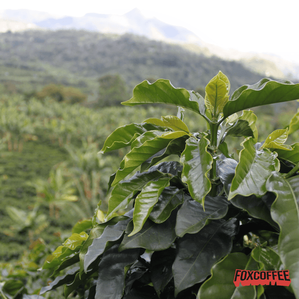 Guatemala Finca Linda Vista Single Origin Coffee - Fox Coffee